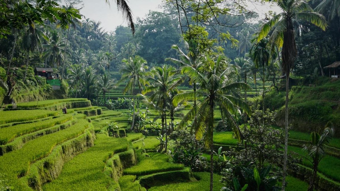 Regresa a Bali el turismo verde – tres60.travel