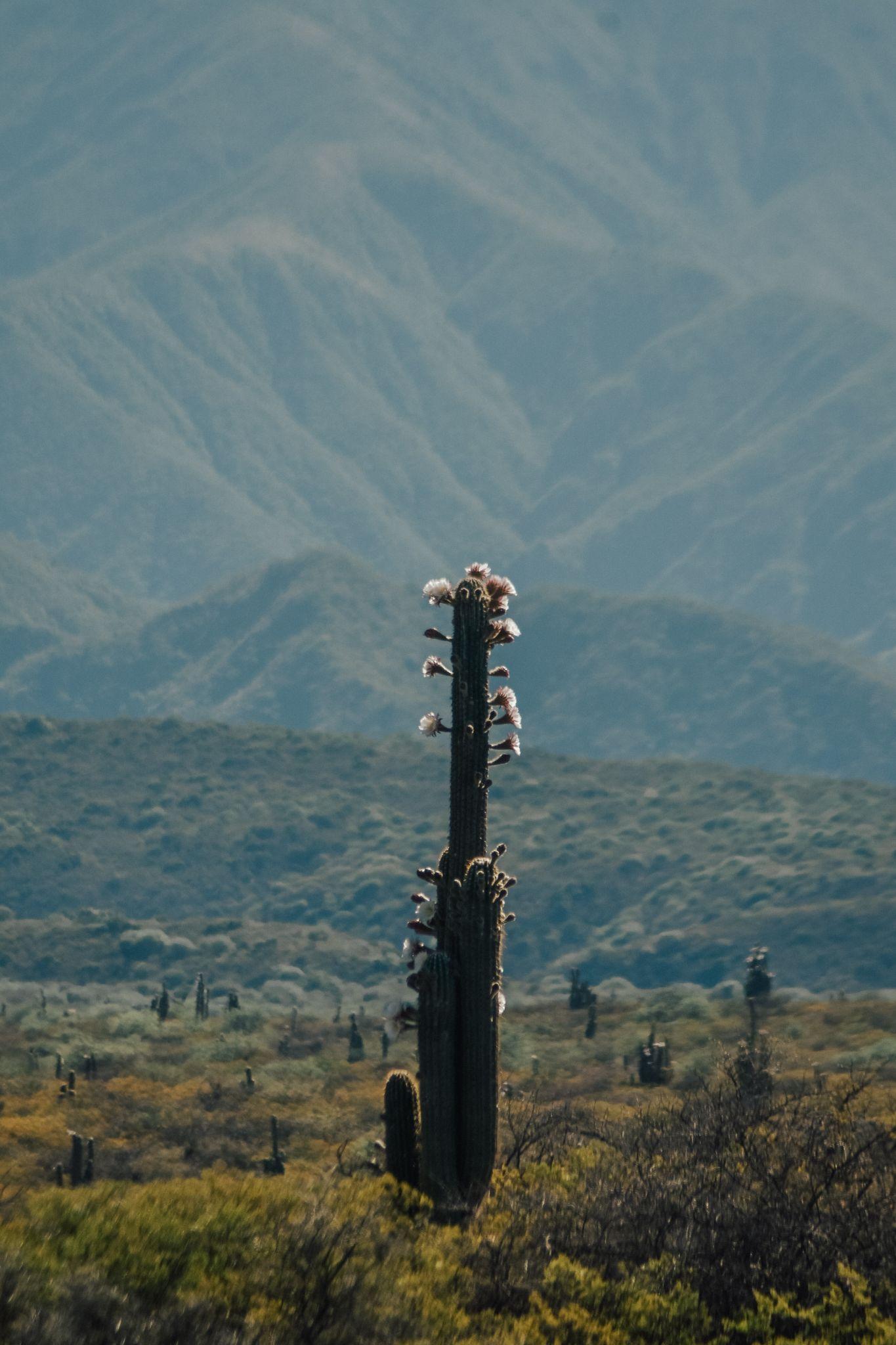 Descubrí Andalgalá, el tesoro catamarqueño que sorprende por su belleza ...